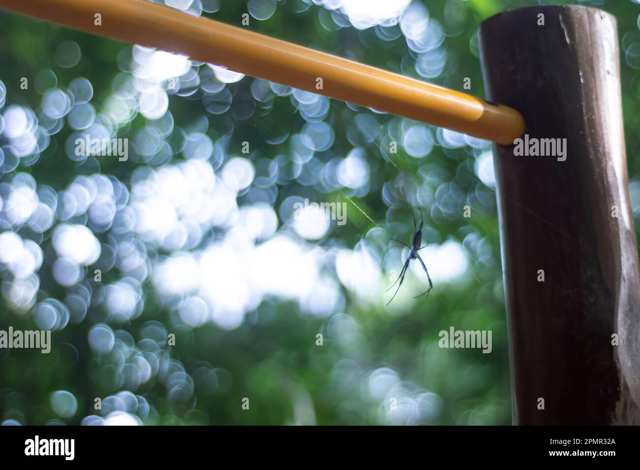 Manual weight machine in a forest area with a spider standing in its ...