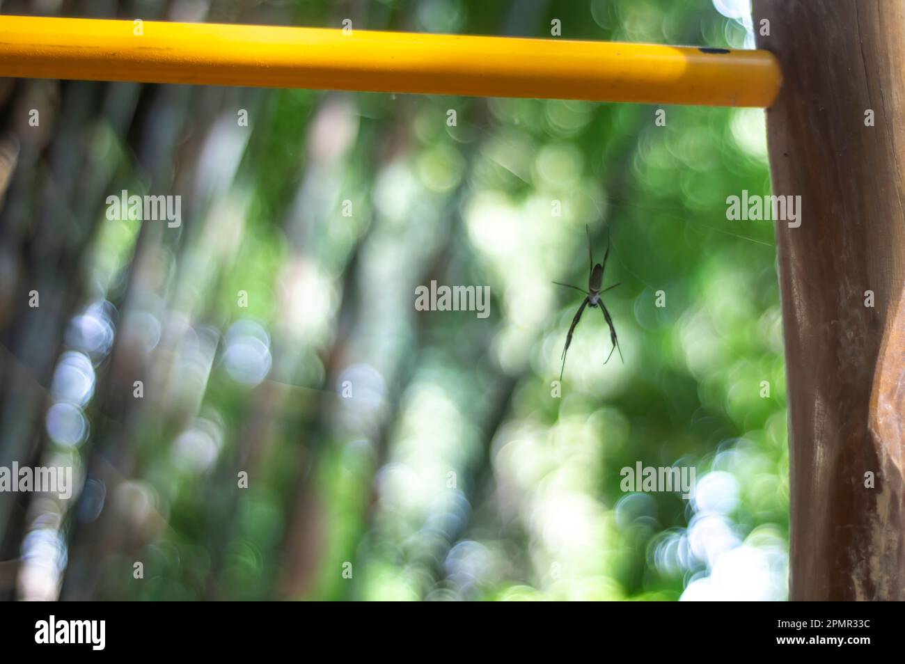 Manual weight machine in a forest area with a spider standing in its ...
