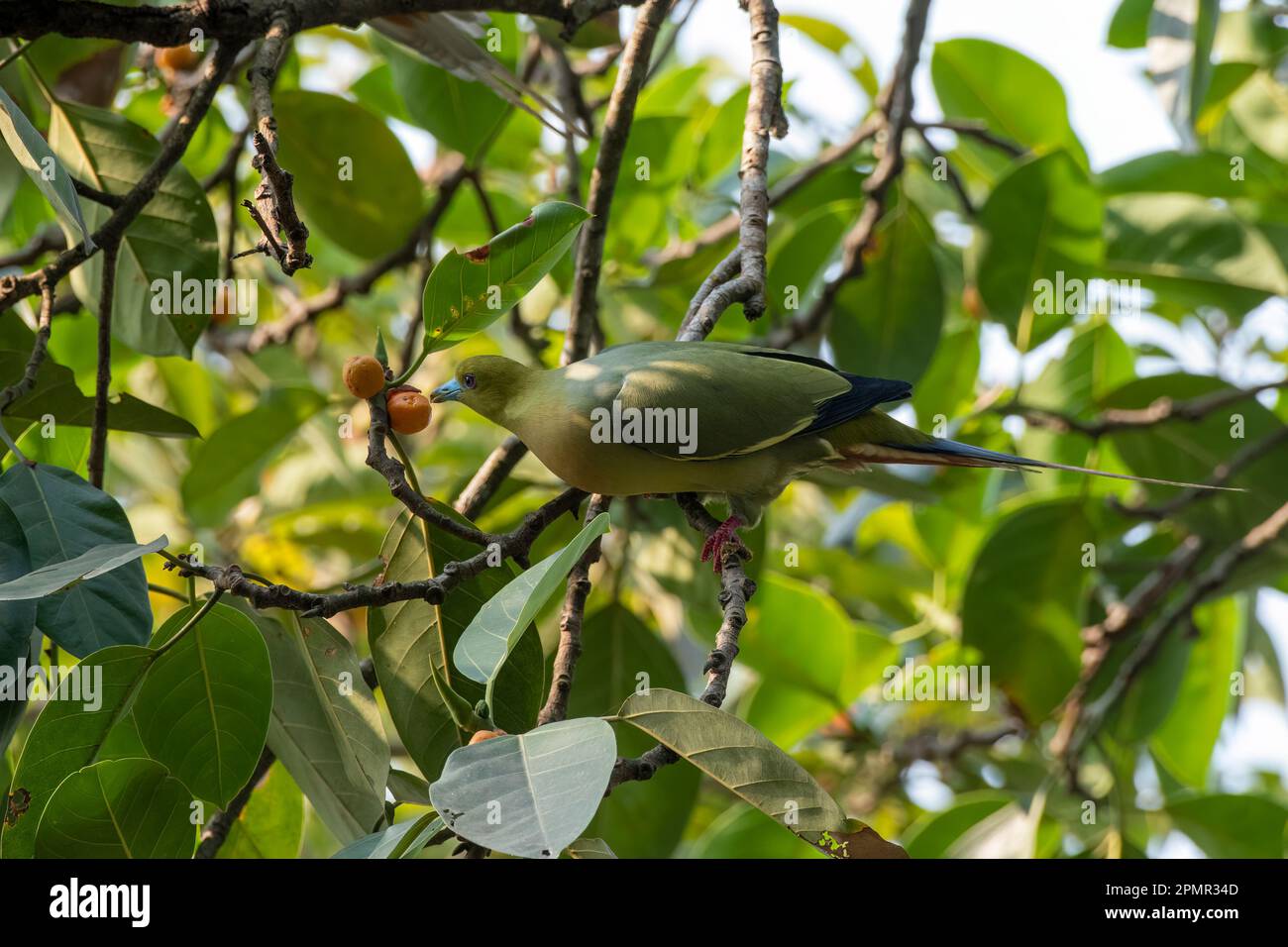 Pin-tailed green pigeon (Treron apicauda) observed in Rongtong in West ...