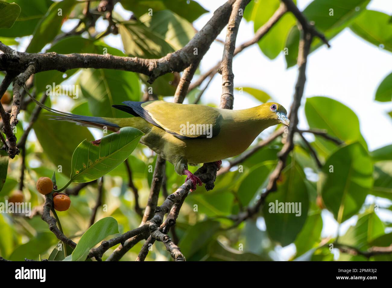 Pin-tailed green pigeon (Treron apicauda) observed in Rongtong in West ...