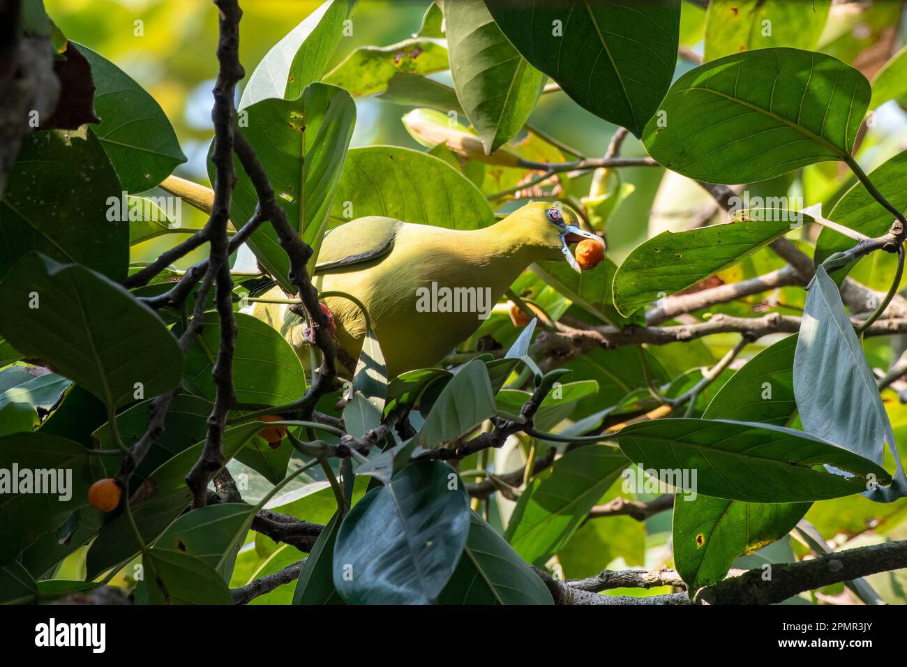 Pin-tailed green pigeon (Treron apicauda) observed in Rongtong in West ...