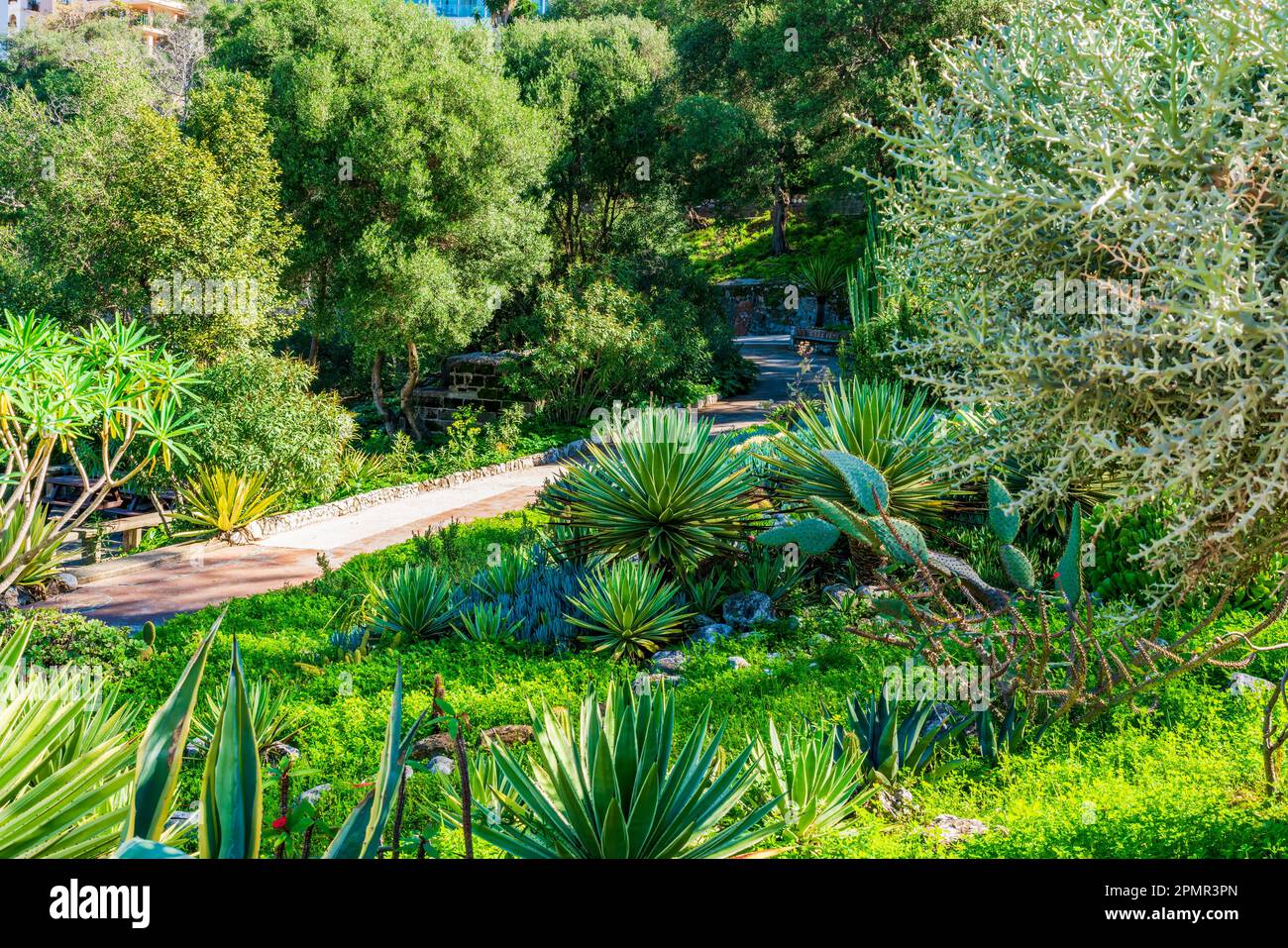 La Alameda botanical garden in Gibraltar town, UK Stock Photo - Alamy
