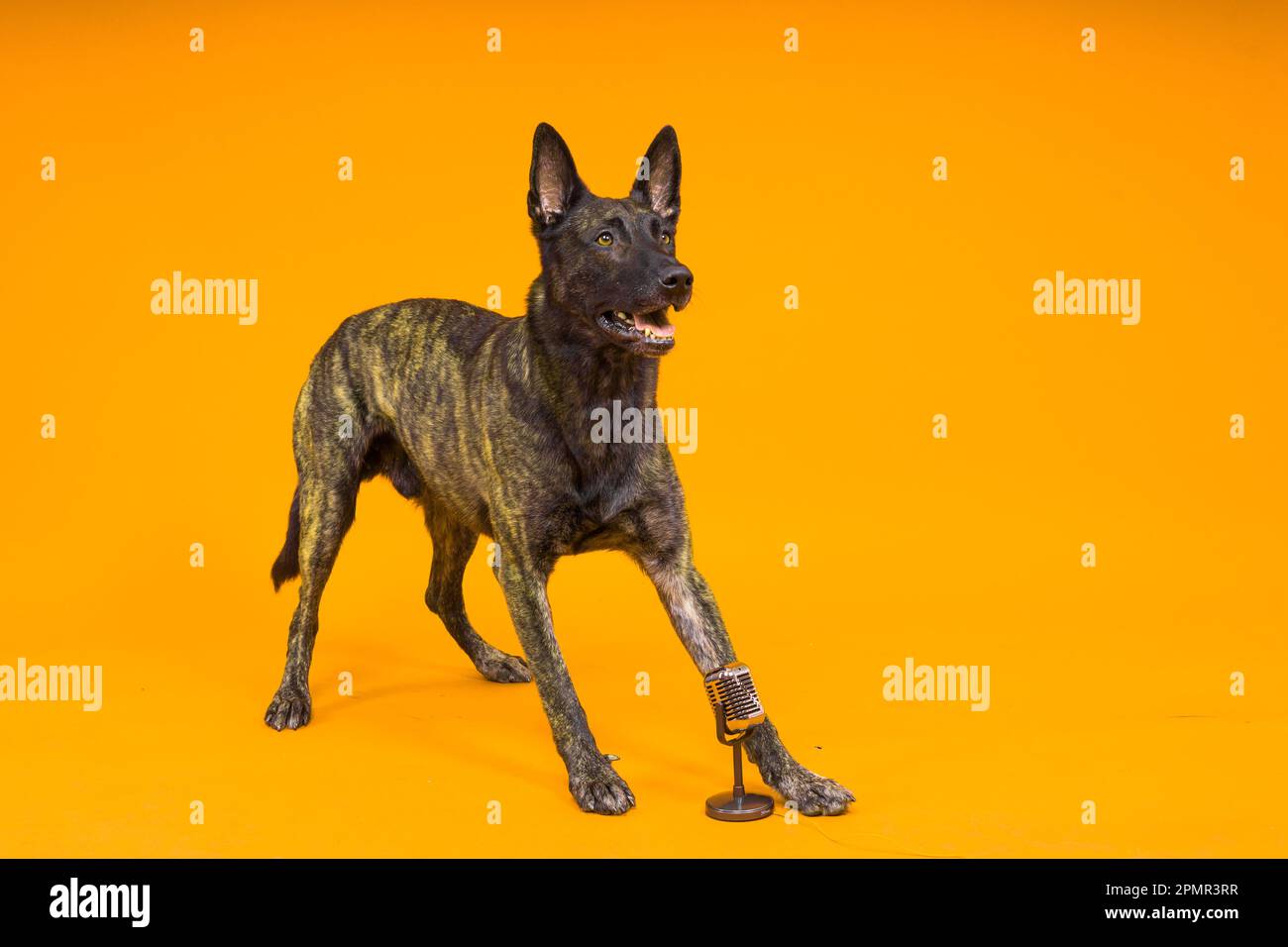 Cute singing dog Dutch shepherd in a studio red yellow background Stock ...