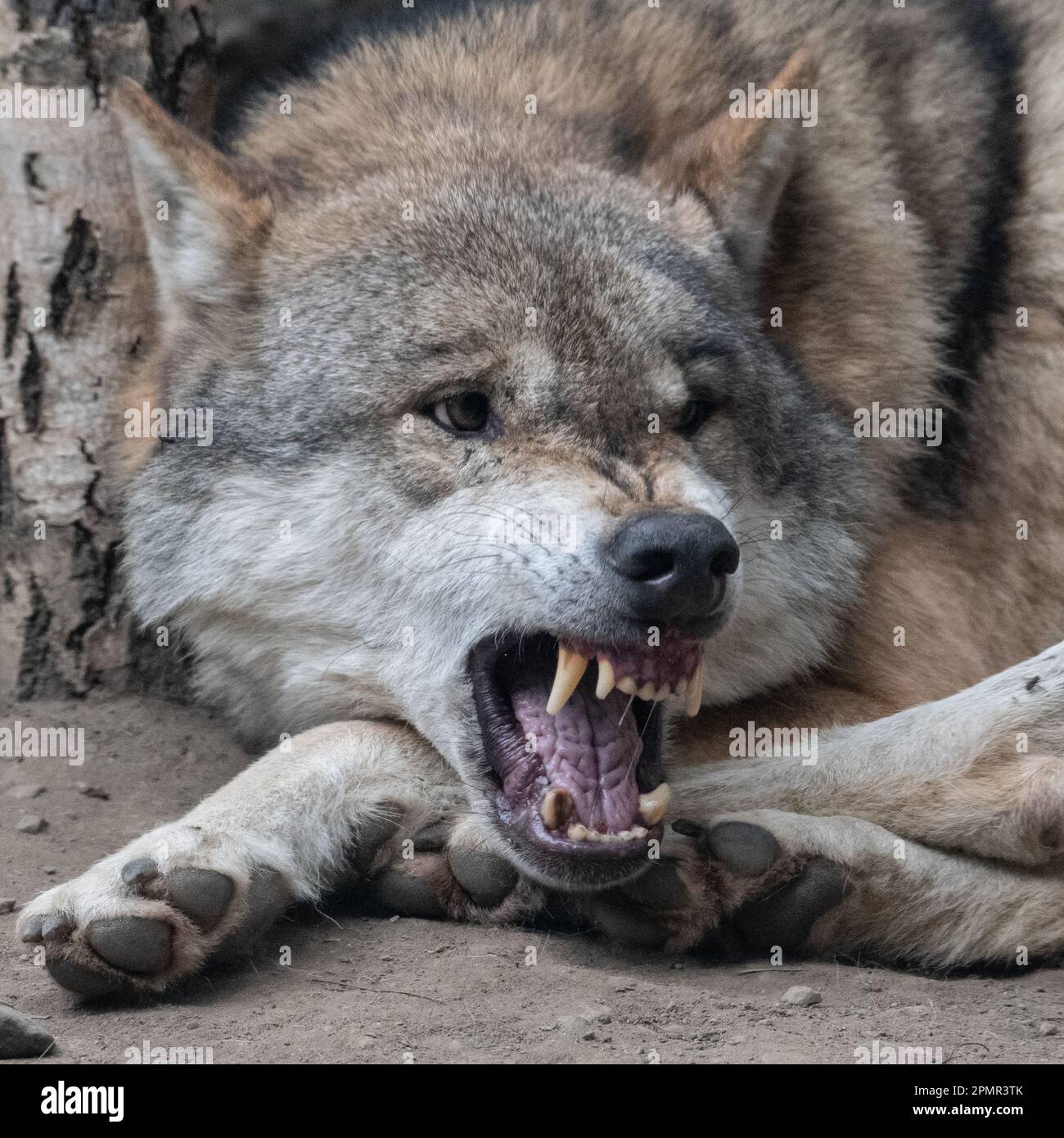 Grey wolf snarling hi-res stock photography and images - Alamy