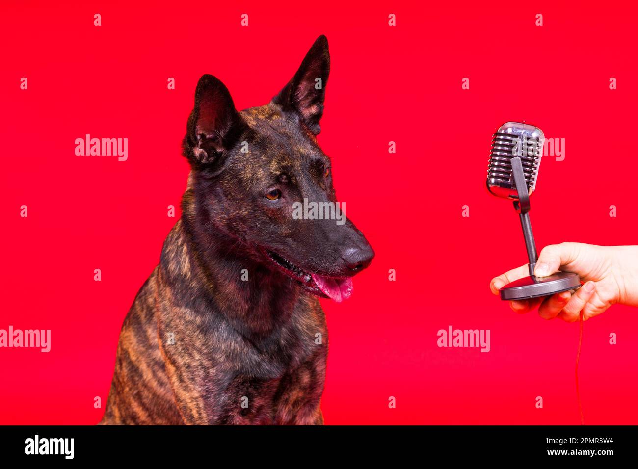 Cute singing dog Dutch shepherd in a studio red yellow background Stock ...