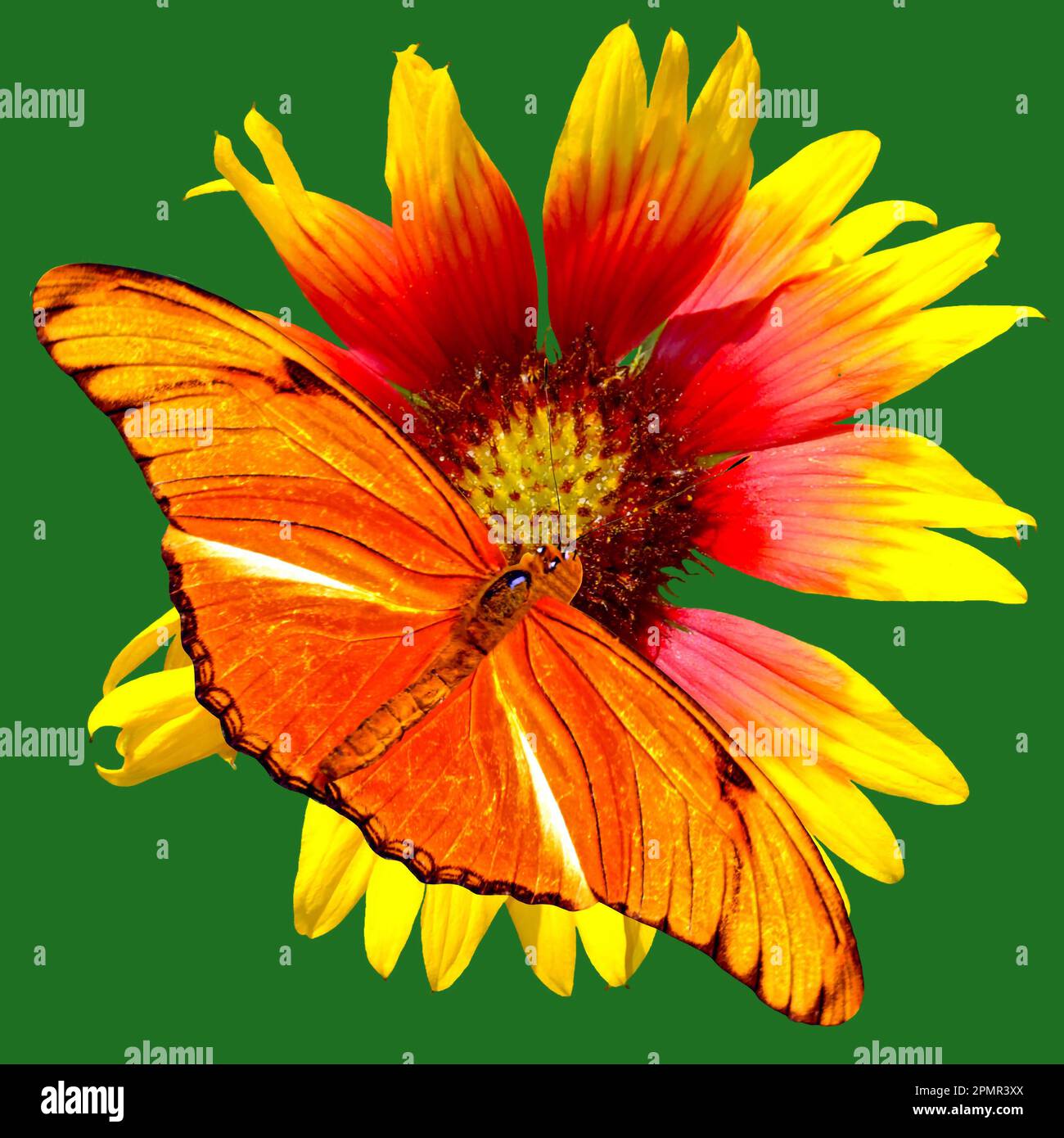 Dryas iulia (often incorrectly spelled julia), commonly called the ...