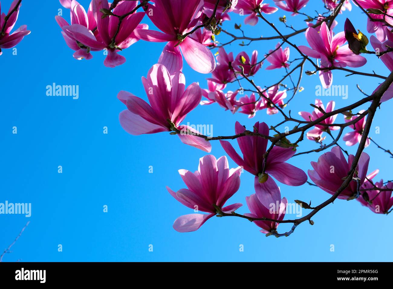 Springtime footage blooming magnolia tree hi-res stock photography and ...