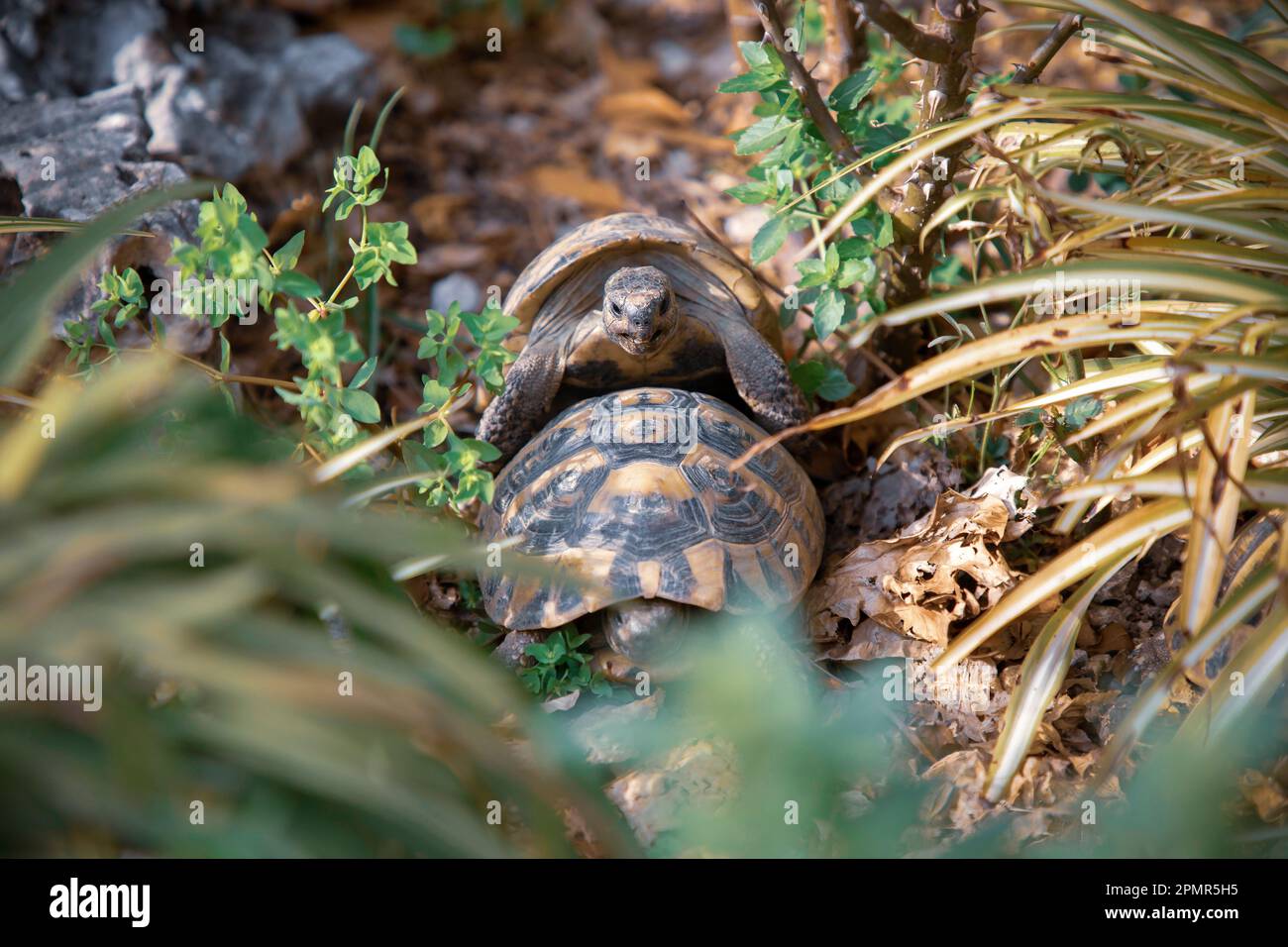 Wildlife reproduction hi-res stock photography and images - Alamy