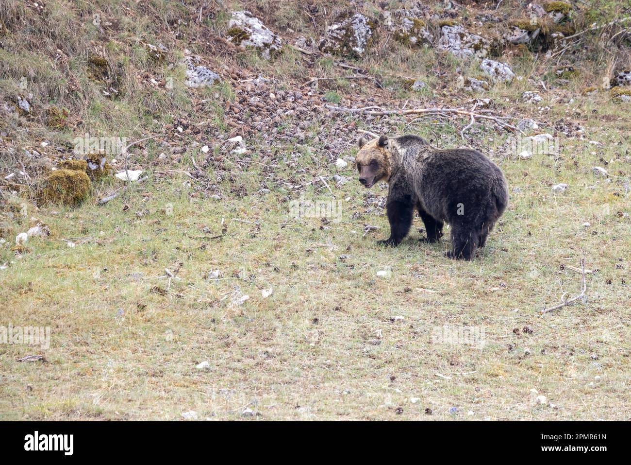 Marsican brown bear, Apennine brown bear, extremely rare bear specimen ...