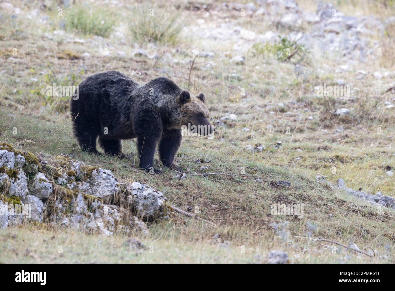 Marsican brown bear, Apennine brown bear, extremely rare bear specimen ...
