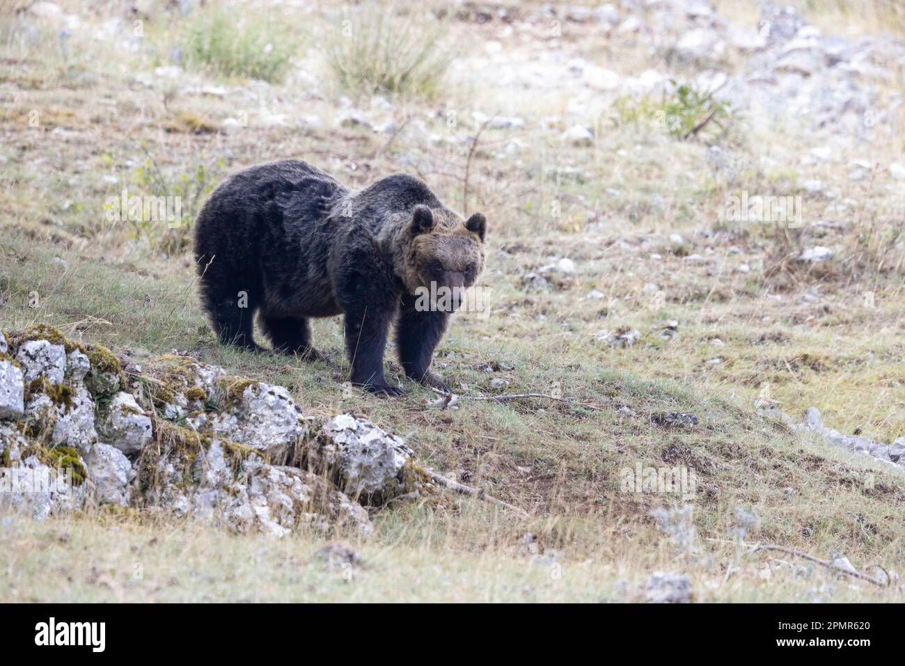 Marsican brown bear, Apennine brown bear, extremely rare bear specimen ...
