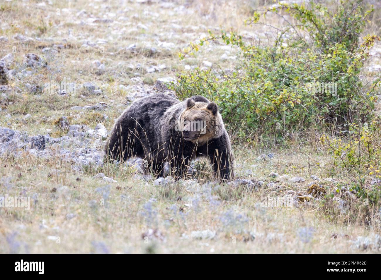 Marsican brown bear, Apennine brown bear, extremely rare bear specimen ...