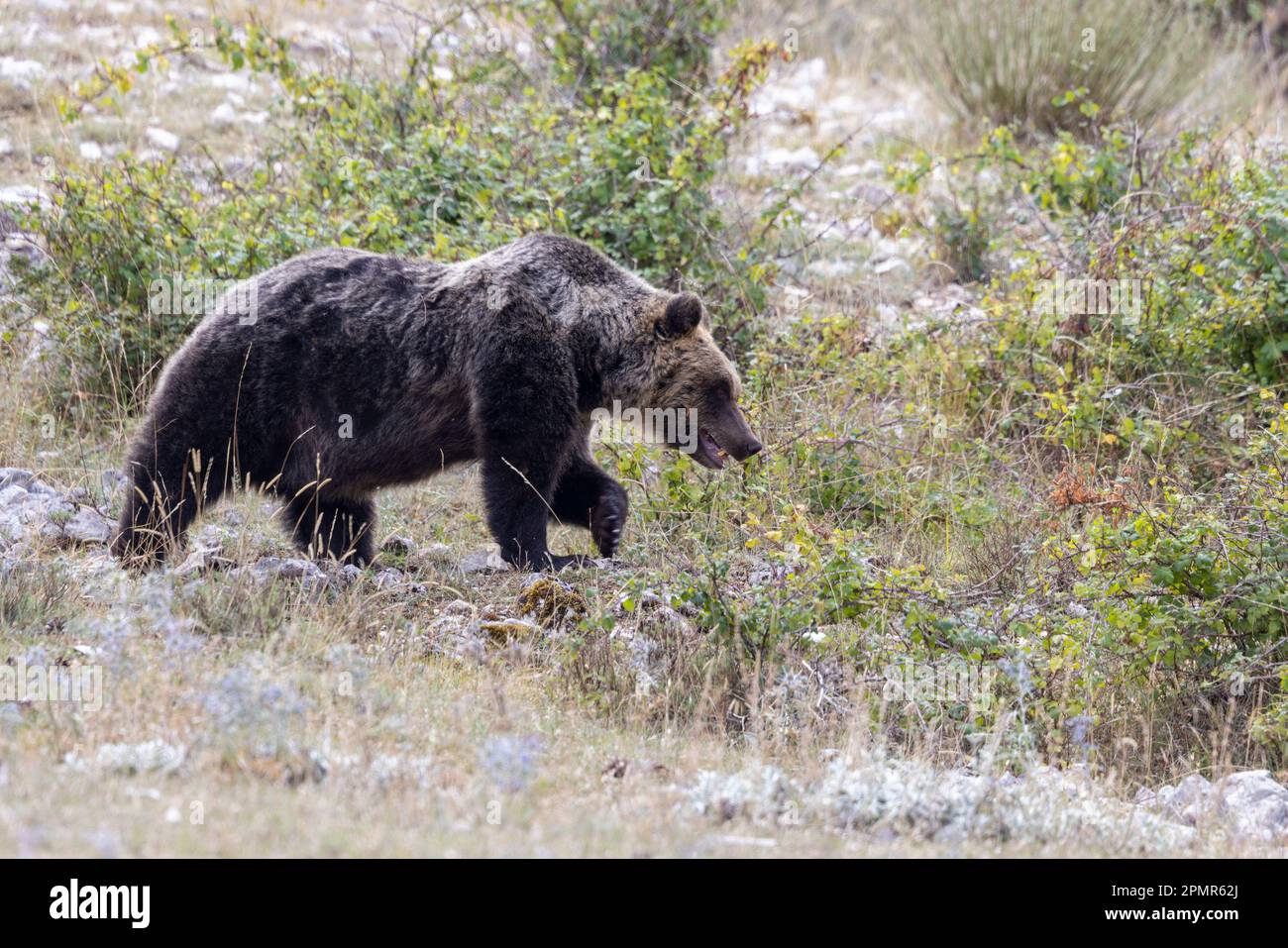 Marsican brown bear, Apennine brown bear, extremely rare bear specimen ...