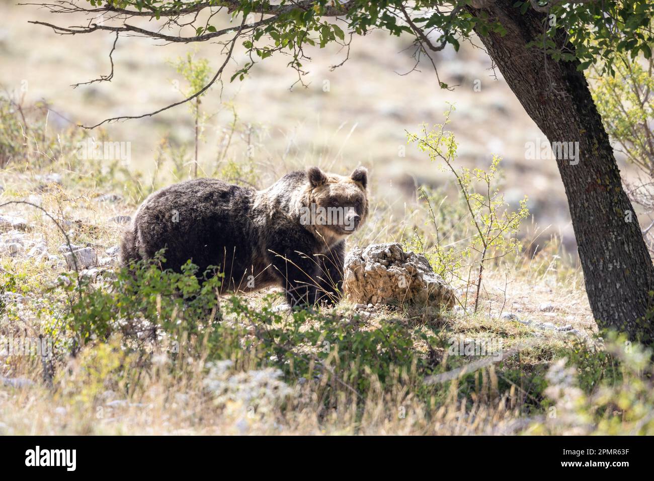 Marsican brown bear, Apennine brown bear, extremely rare bear specimen ...
