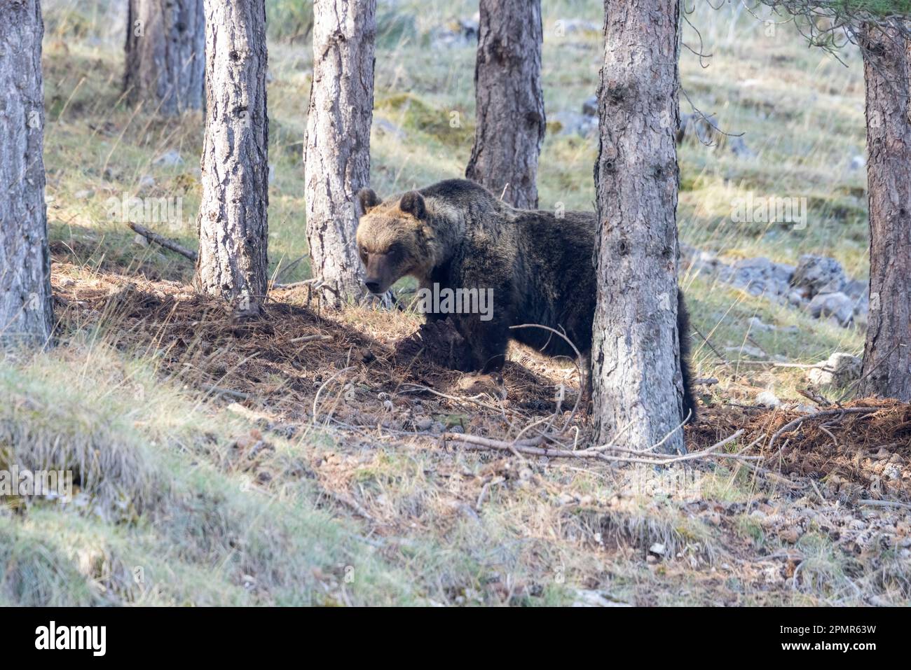 Marsican brown bear, Apennine brown bear, extremely rare bear specimen ...