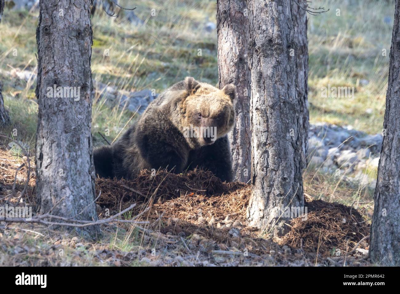 Marsican brown bear, Apennine brown bear, extremely rare bear specimen ...