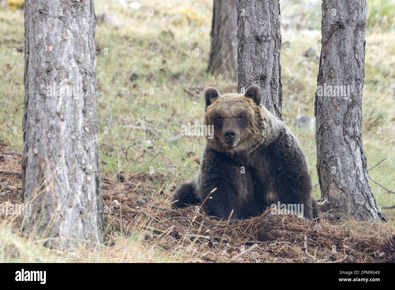 Marsican brown bear, Apennine brown bear, extremely rare bear specimen ... Marsican brown bear, Apennine brown bear, extremely rare bear specimen ...