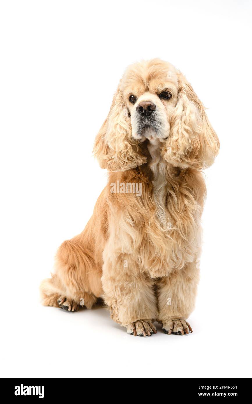 American Cocker Spaniel sits in front of a white background. The dog is ...