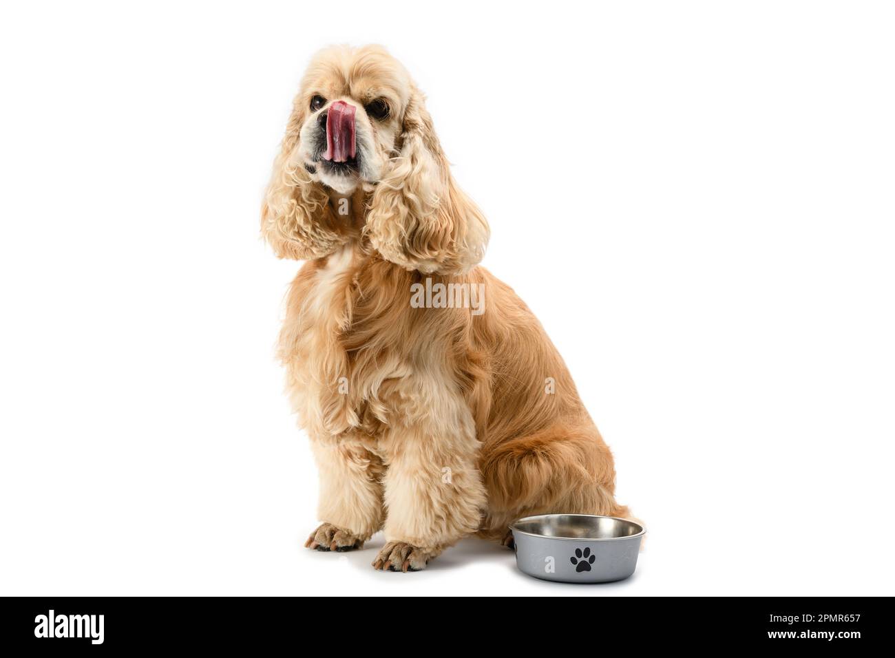 American Cocker Spaniel with a feeding bowl isolated on a white ...