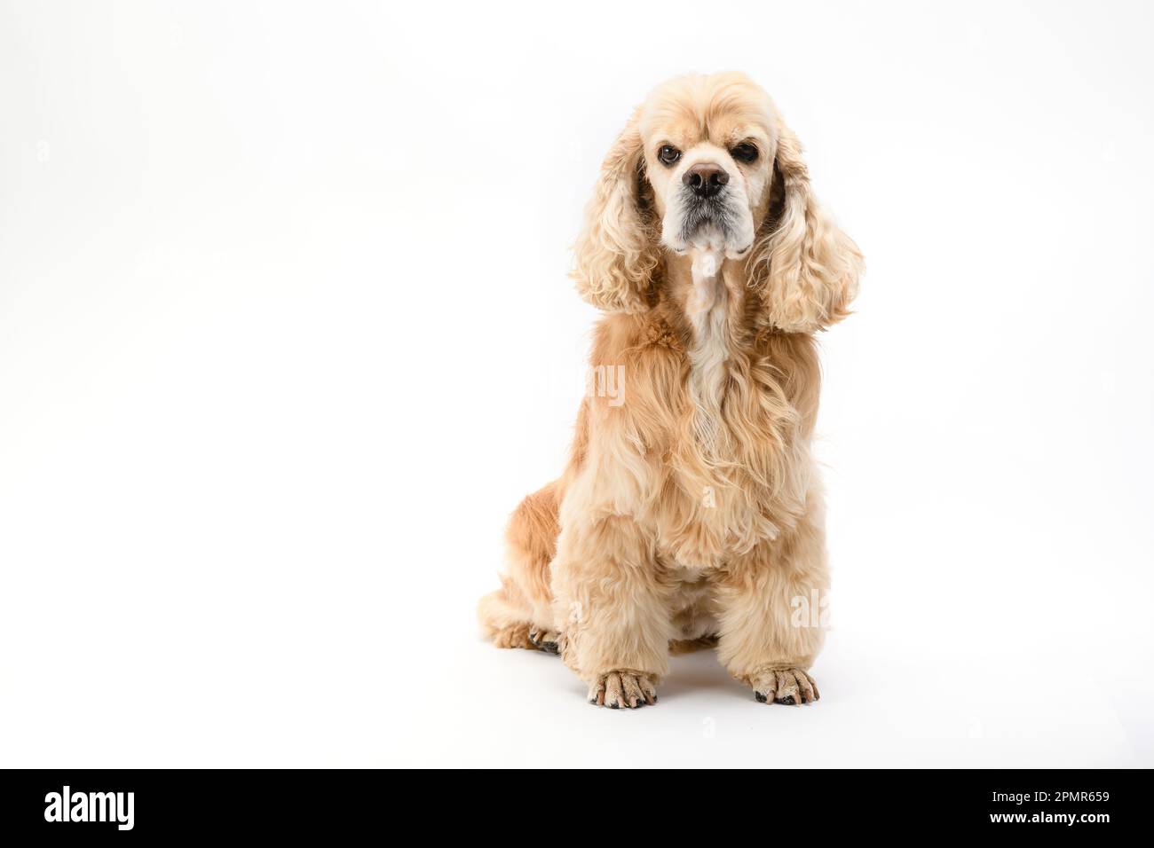 American Cocker Spaniel sits in front of a white background. The dog is ...