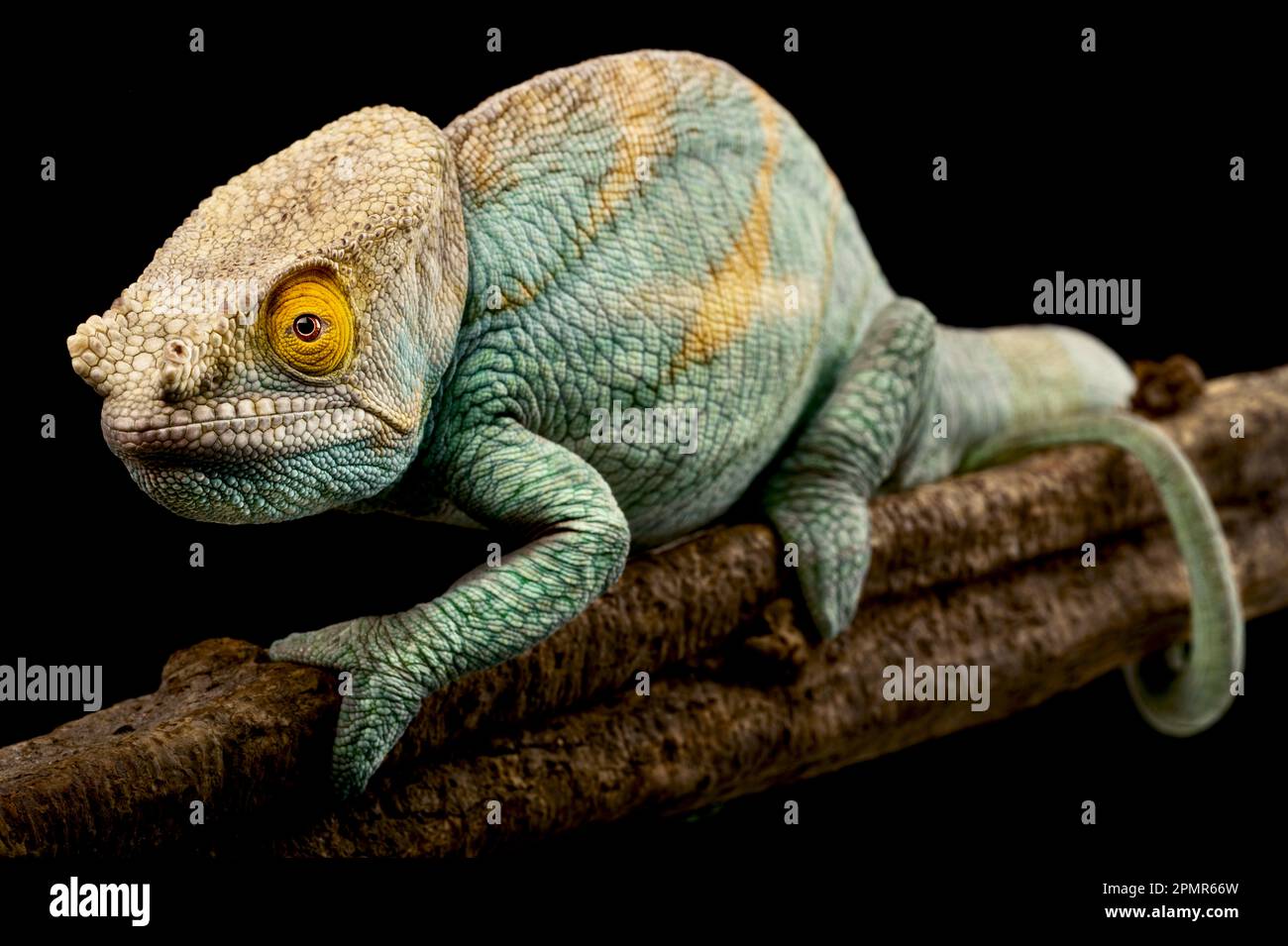 Parsons chameleon (Calumma parsonii) male Stock Photo - Alamy
