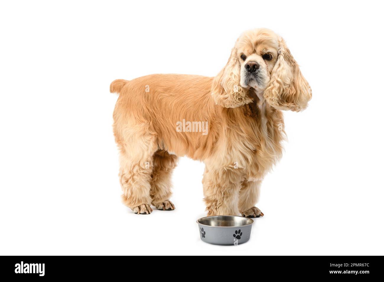 American Cocker Spaniel with a feeding bowl isolated on a white ...