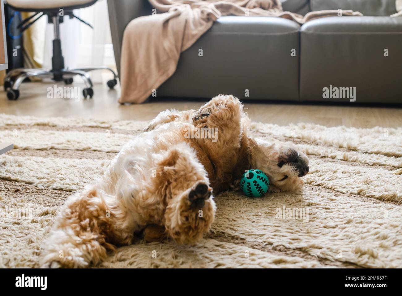 American Cocker Spaniel rolling on his back lying on floor in living ...