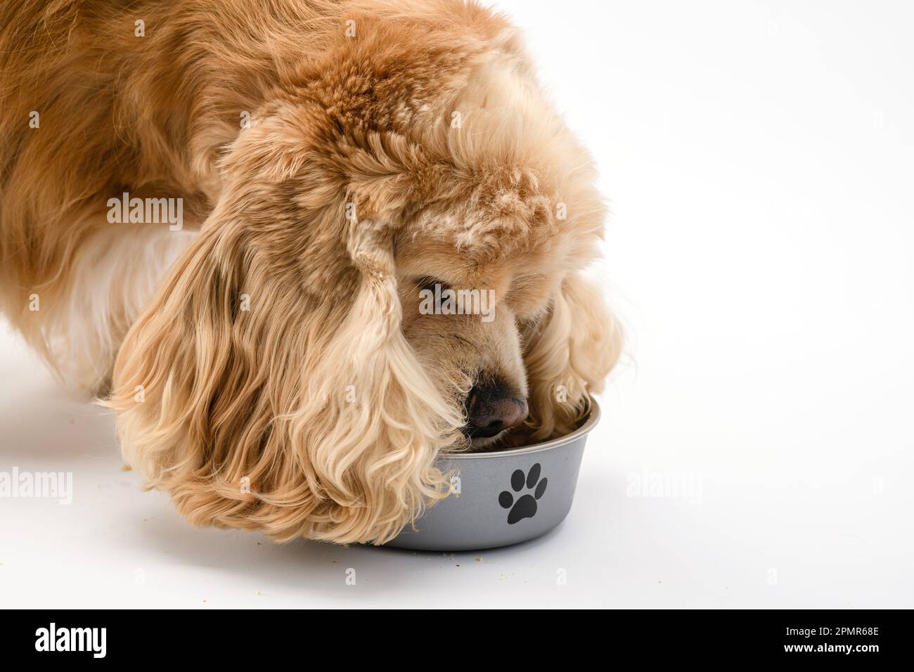 American Cocker Spaniel eating dry food from a metal bowl isolated on ...