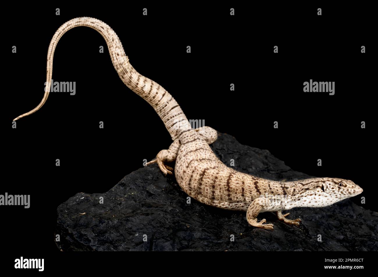 Pilbara Mulga Goanna (Varanus bushi Stock Photo - Alamy