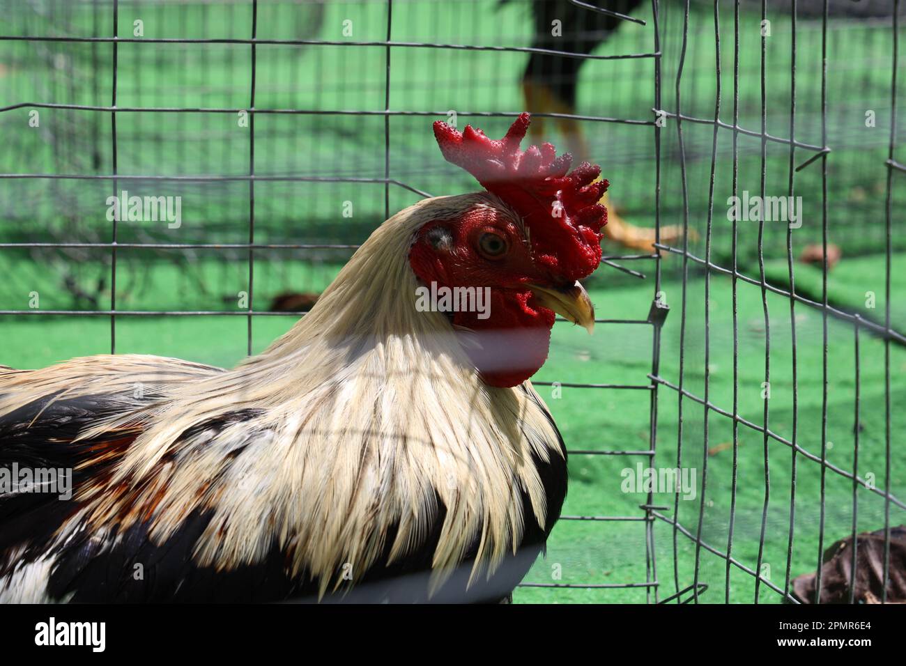 Red combed rooster hi-res stock photography and images - Alamy