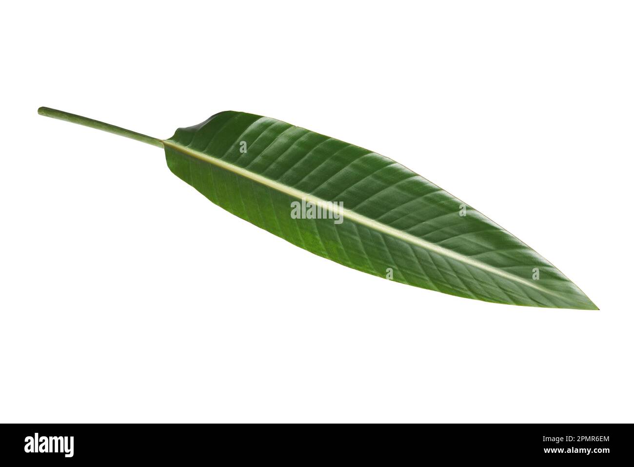 The large and pointed leaf of the plant of strelitzia Stock Photo - Alamy