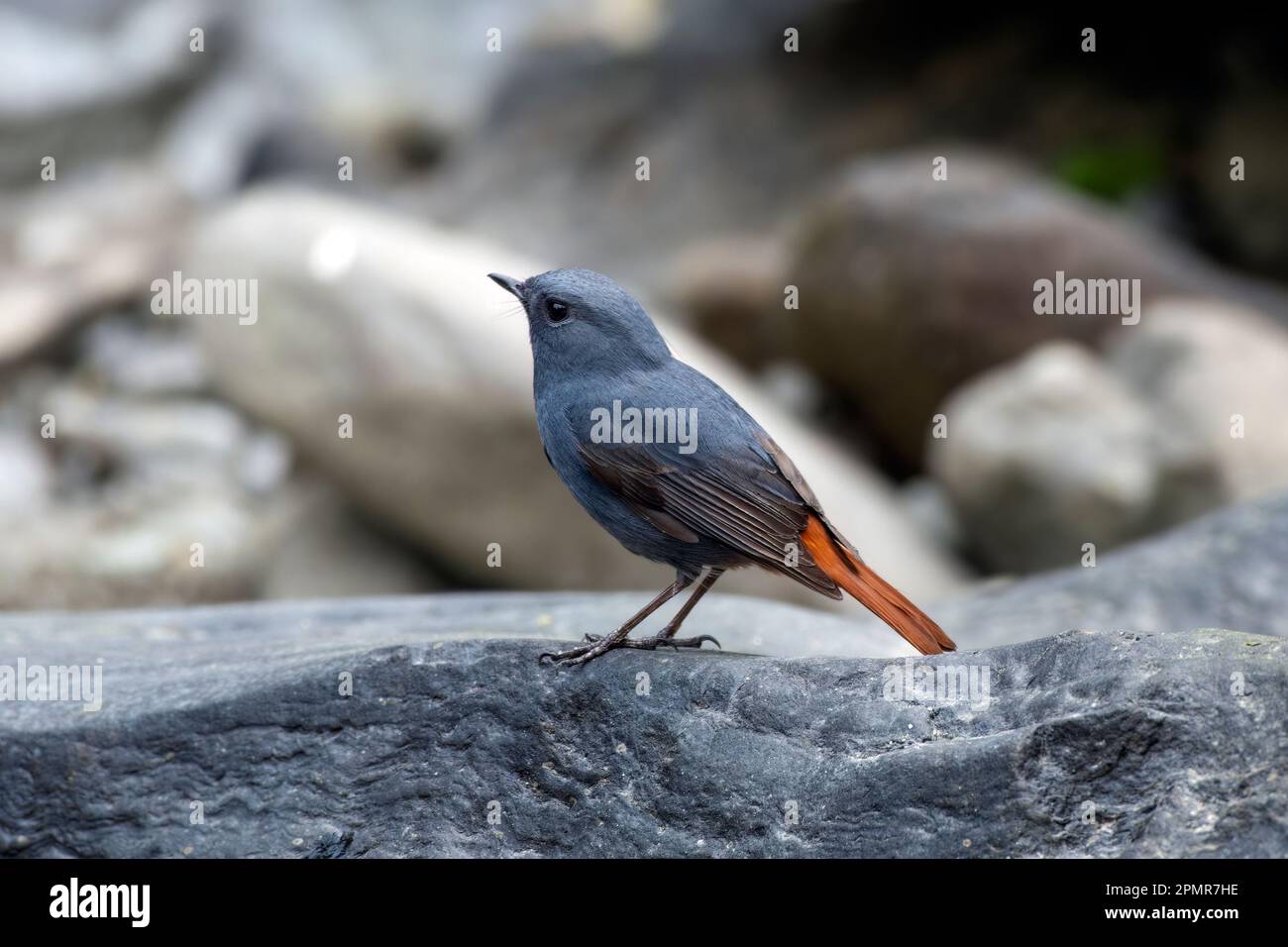 Plumbeous water redstart (Phoenicurus fuliginosus) observed in Rongtong ...