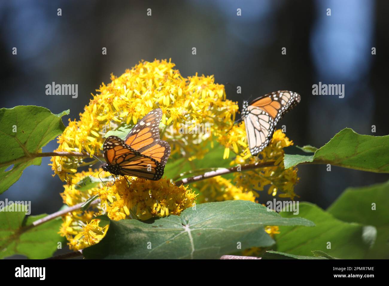 Tranquil butterfly sanctuary hi-res stock photography and images - Alamy