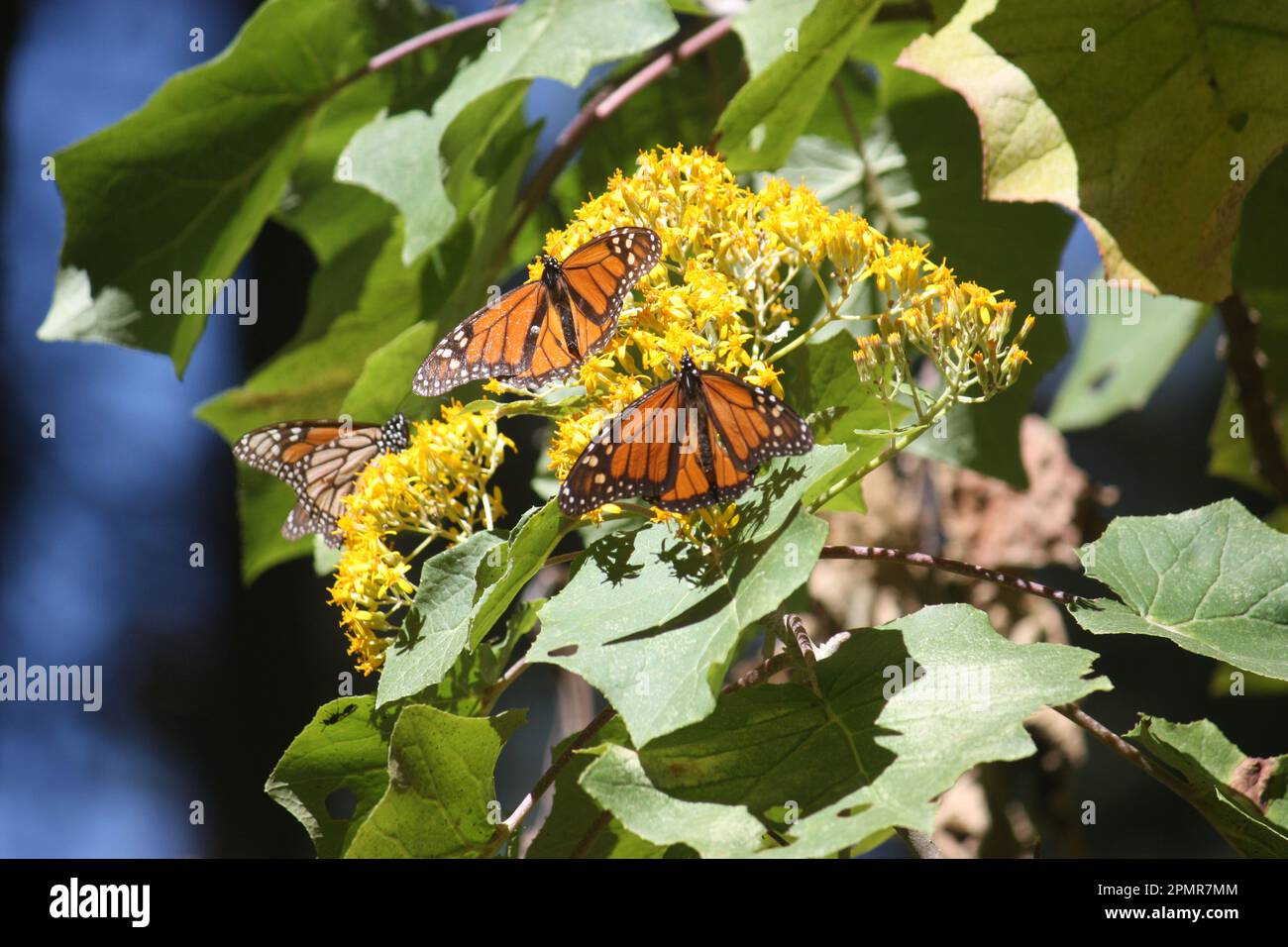 Tranquil butterfly sanctuary hi-res stock photography and images - Alamy