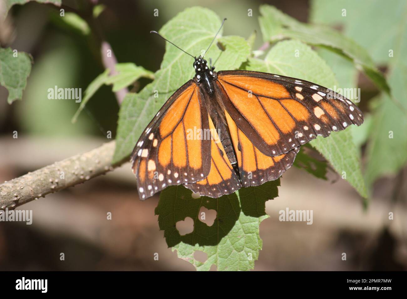 Monarch butterfly mariposa monarca danaus plexippus hi-res stock ...