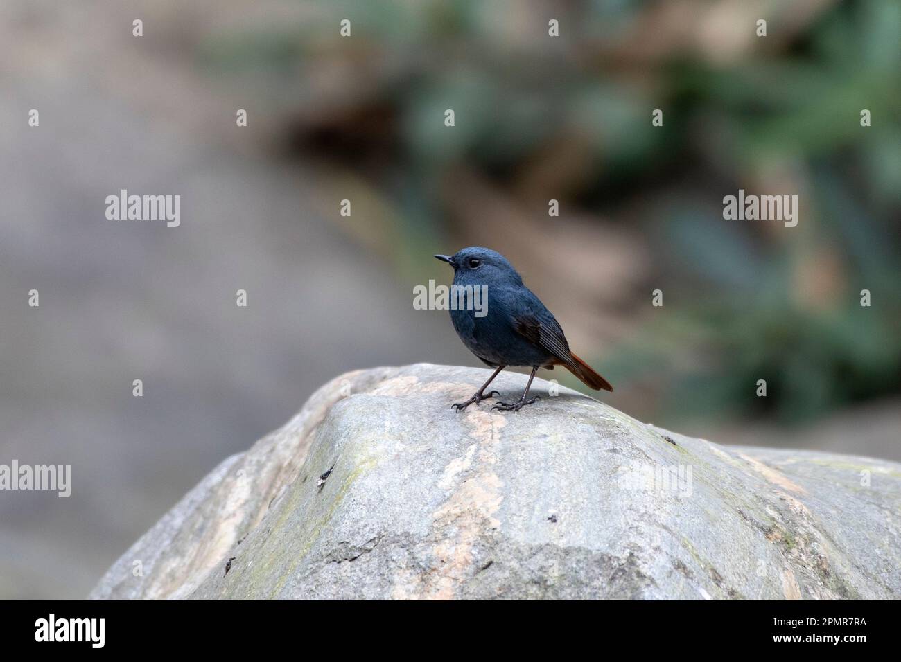 Plumbeous water redstart (Phoenicurus fuliginosus) observed in Rongtong ...