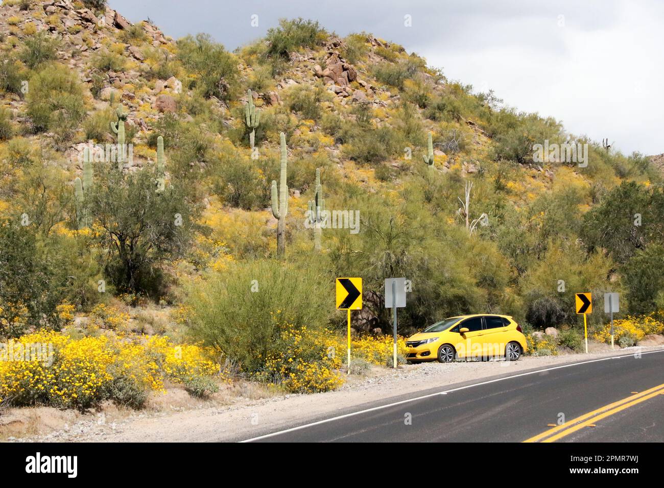 Mesa bush hi-res stock photography and images - Alamy