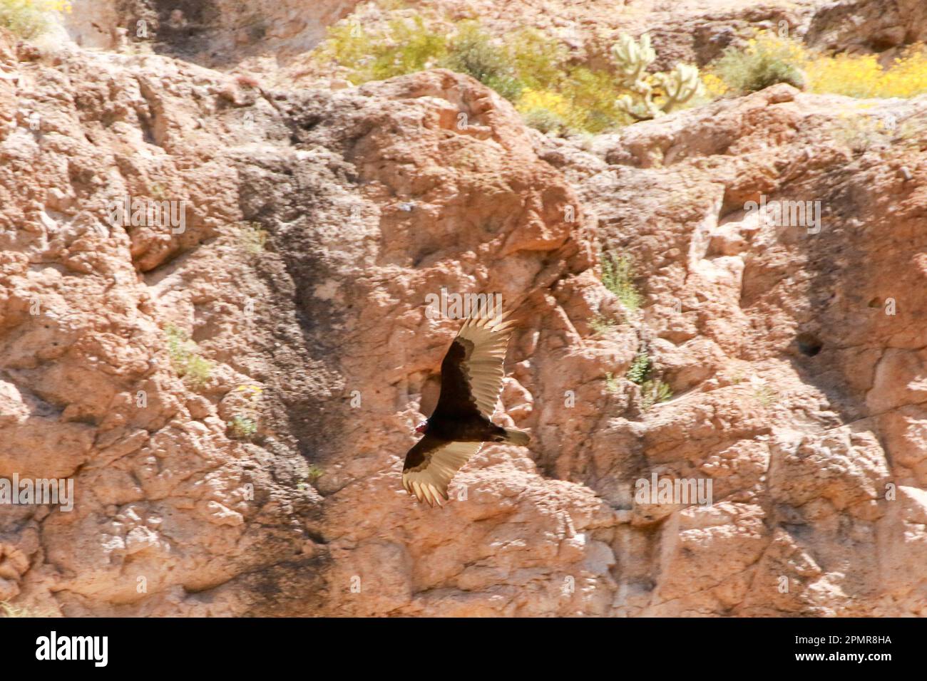 Turkey Vulture at Saguaro Lake North in Mesa, Arizona Stock Photo - Alamy