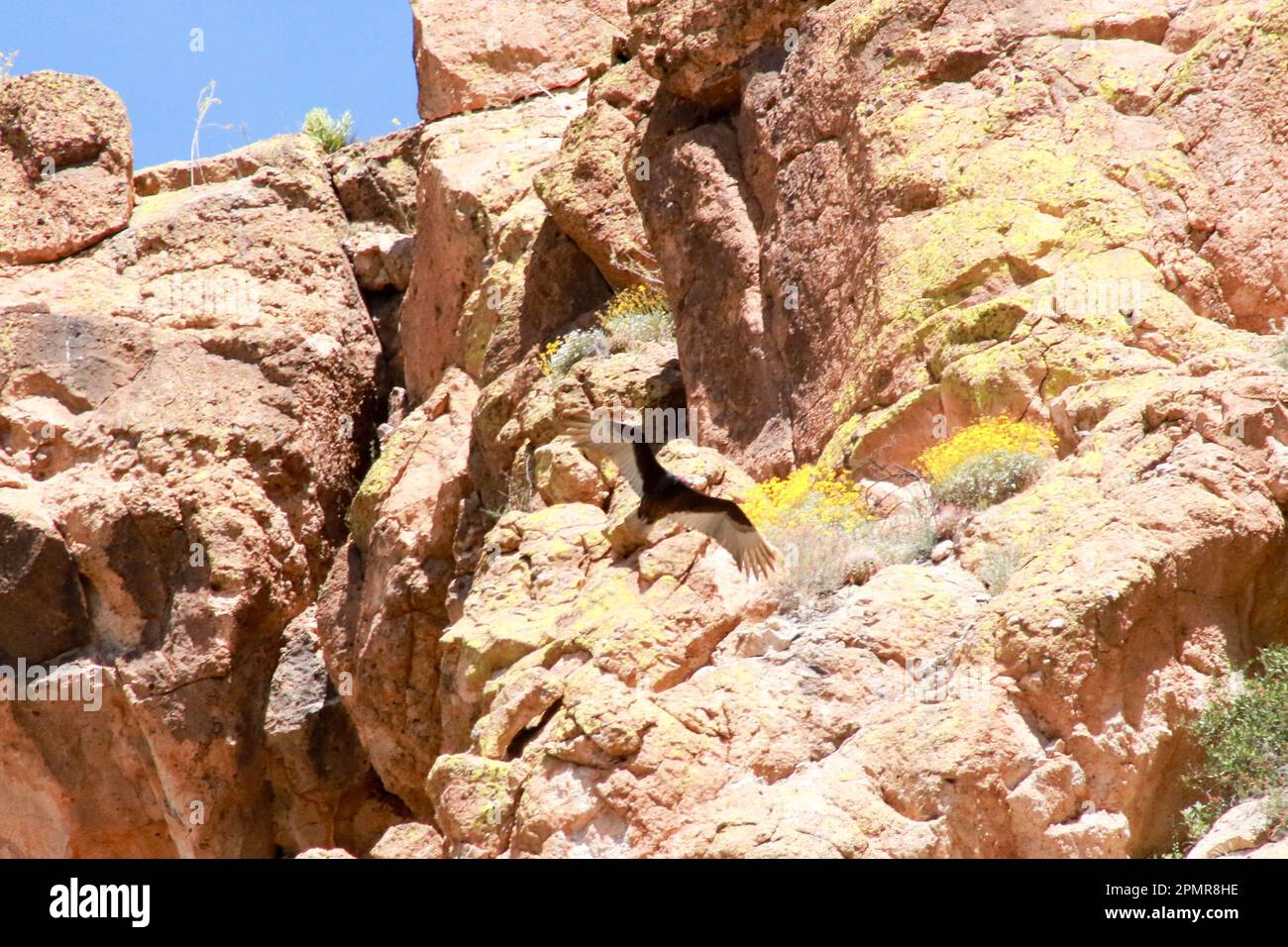 Turkey Vulture at Saguaro Lake North in Mesa, Arizona Stock Photo - Alamy