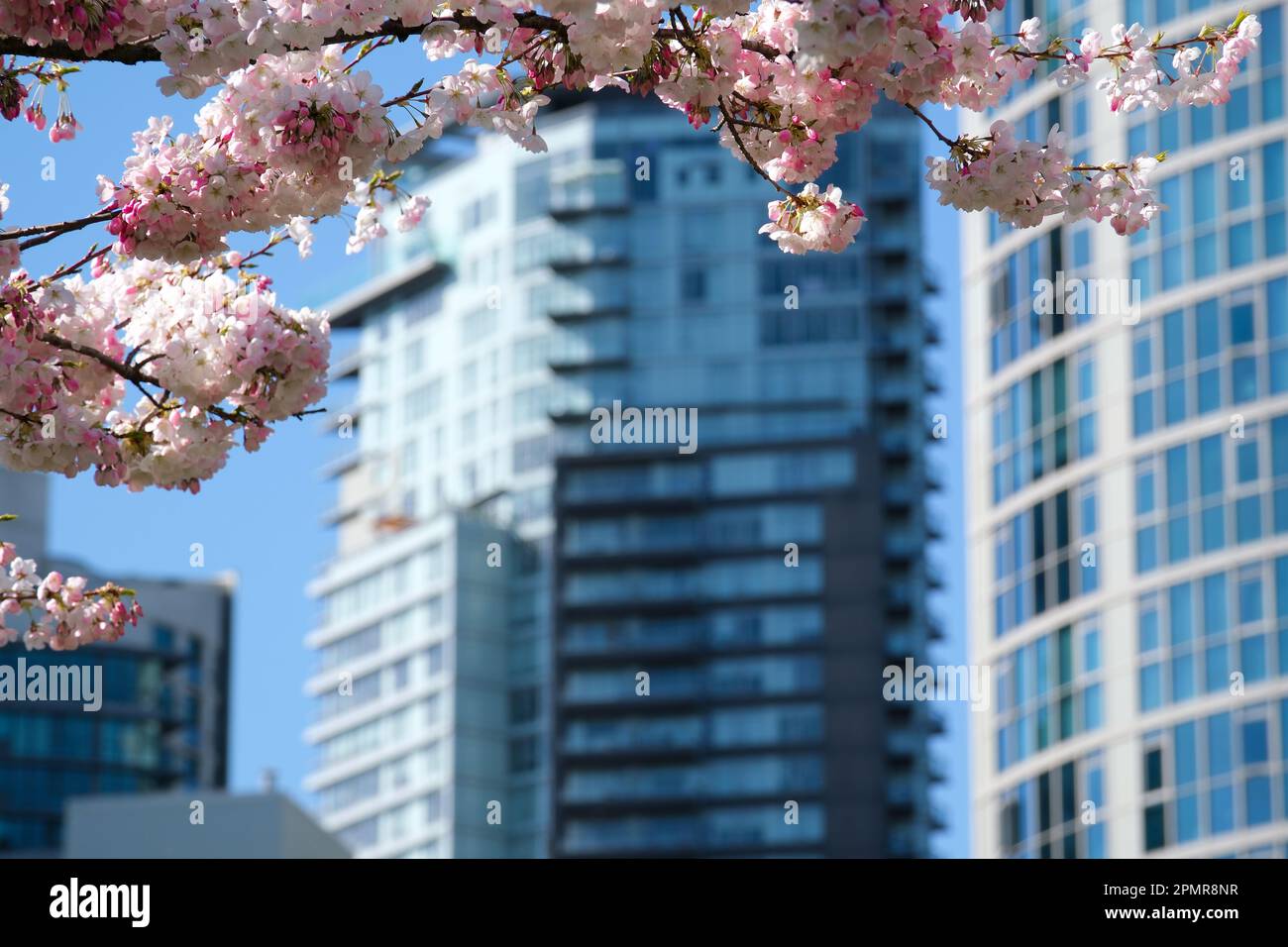 Cherry blossoms in full bloom in the city Blooming sakura cherry ...