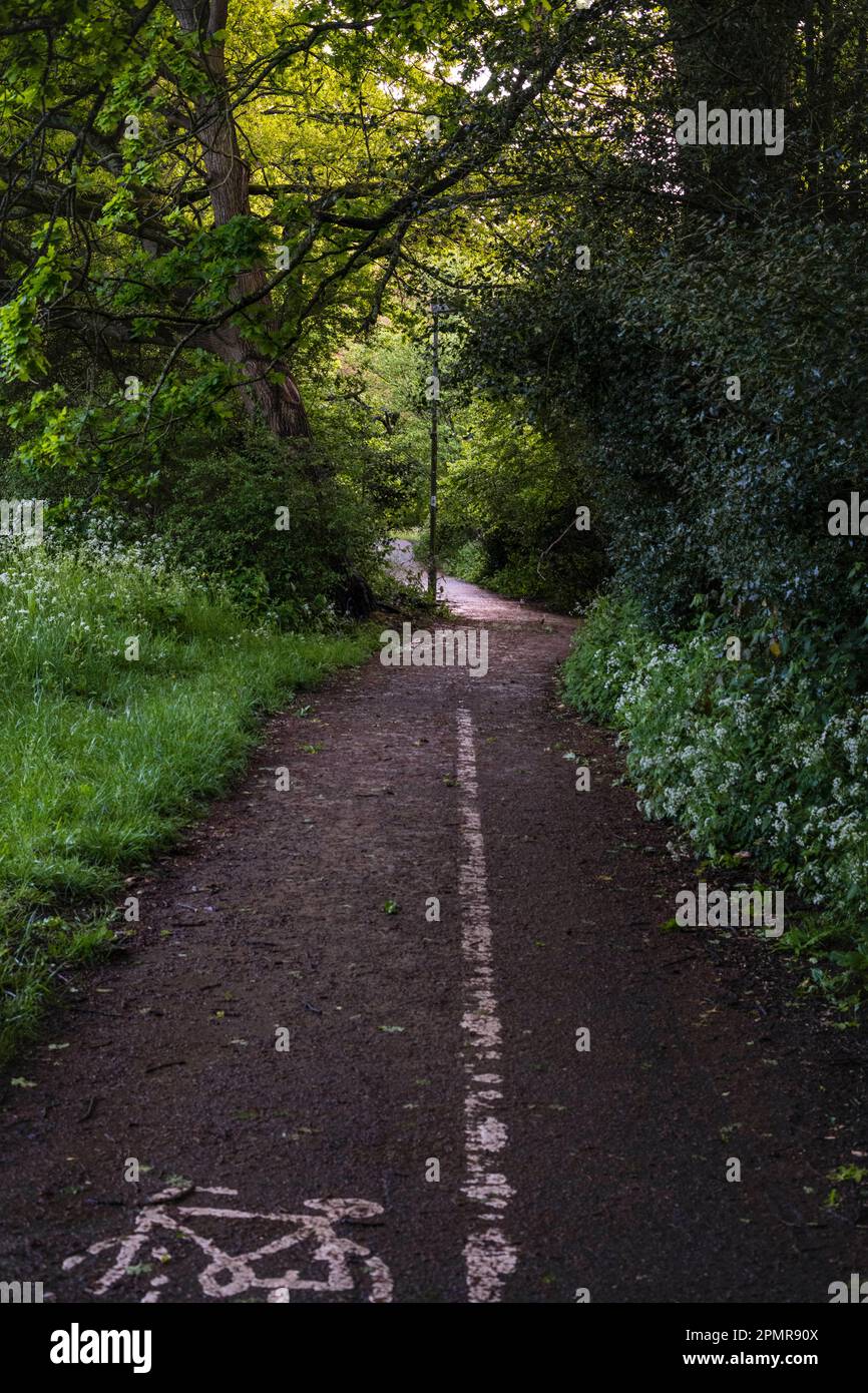 Divided path for pedestrians and cyclists, slightly overgrown tree line ...