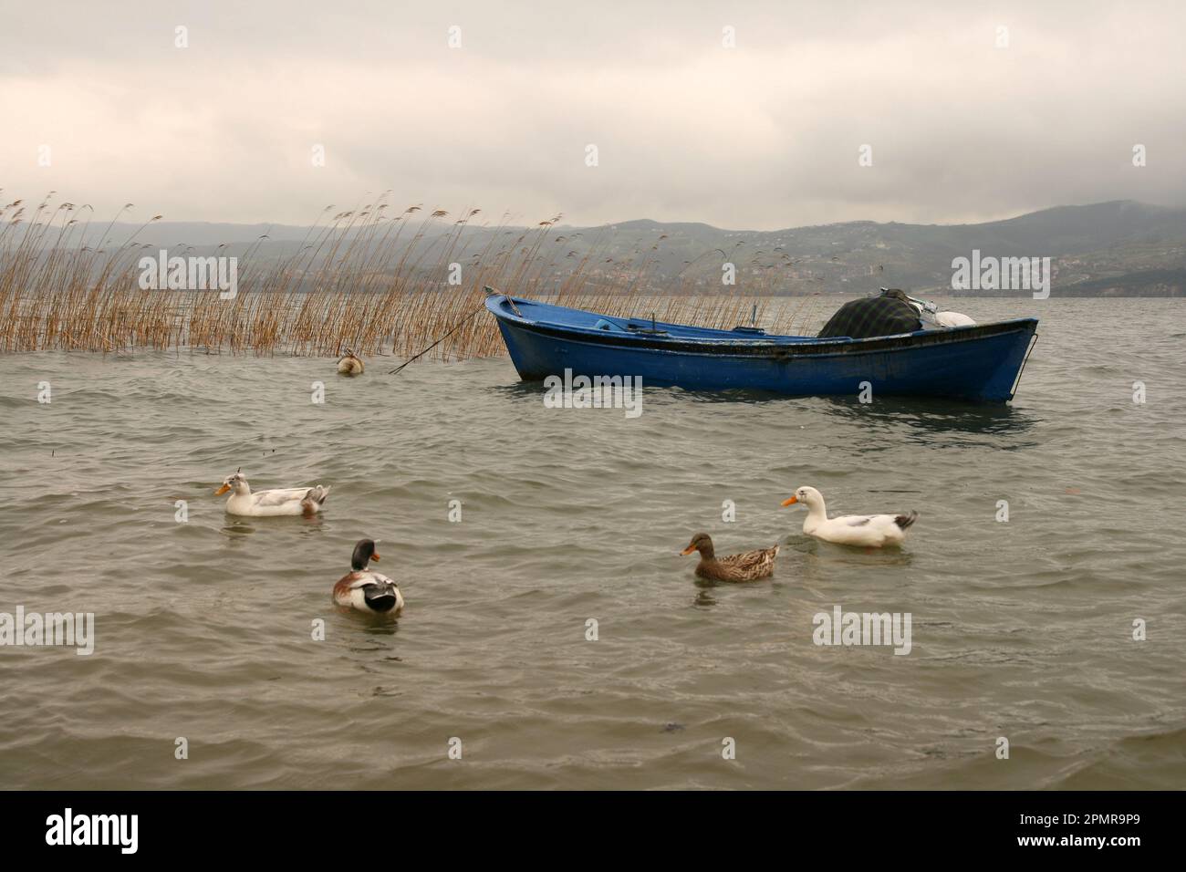 Rainy day in spring orange hi-res stock photography and images - Alamy