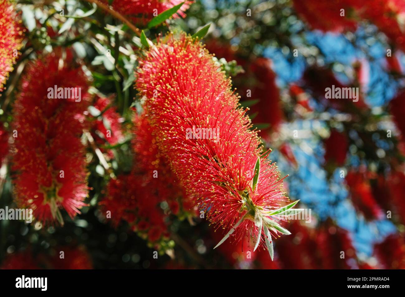 Beautiful Crimson Bottlebrush blossoms on a tree. Lemon bottlebrush ...