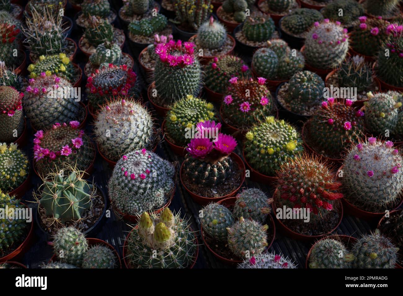 Plantmarket hi-res stock photography and images - Alamy