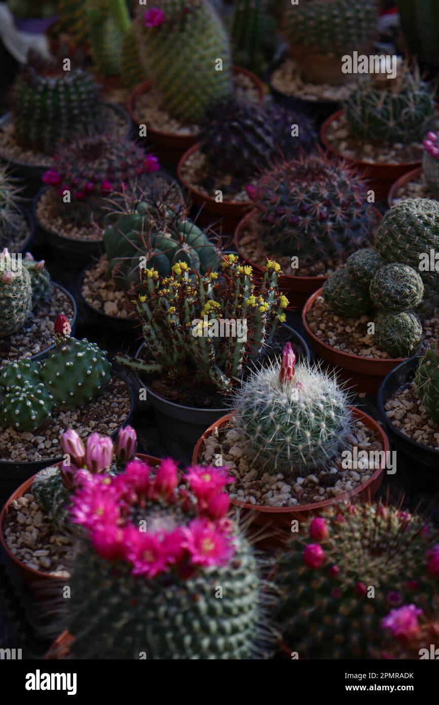 Plantmarket hi-res stock photography and images - Alamy