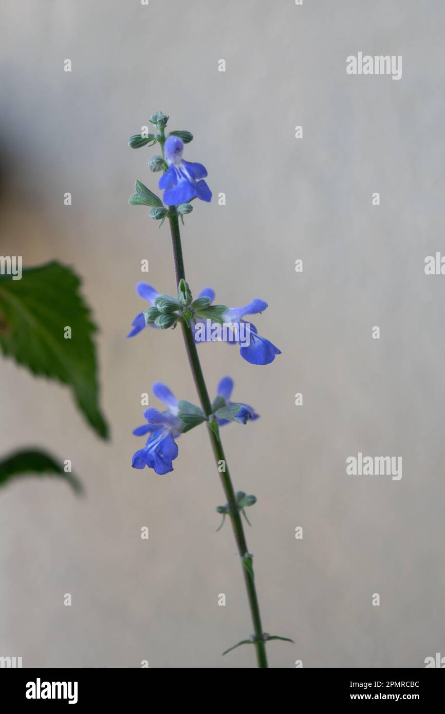 Blue flower of a salvia pallida celeste Stock Photo - Alamy