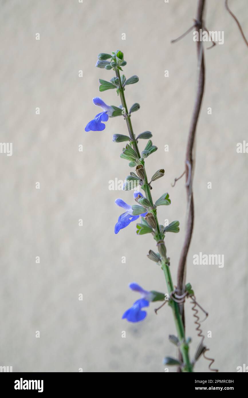Blue flower of a salvia pallida celeste Stock Photo - Alamy