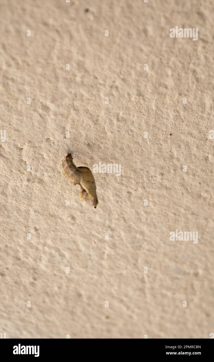 Close up photo of pupa hi-res stock photography and images - Alamy