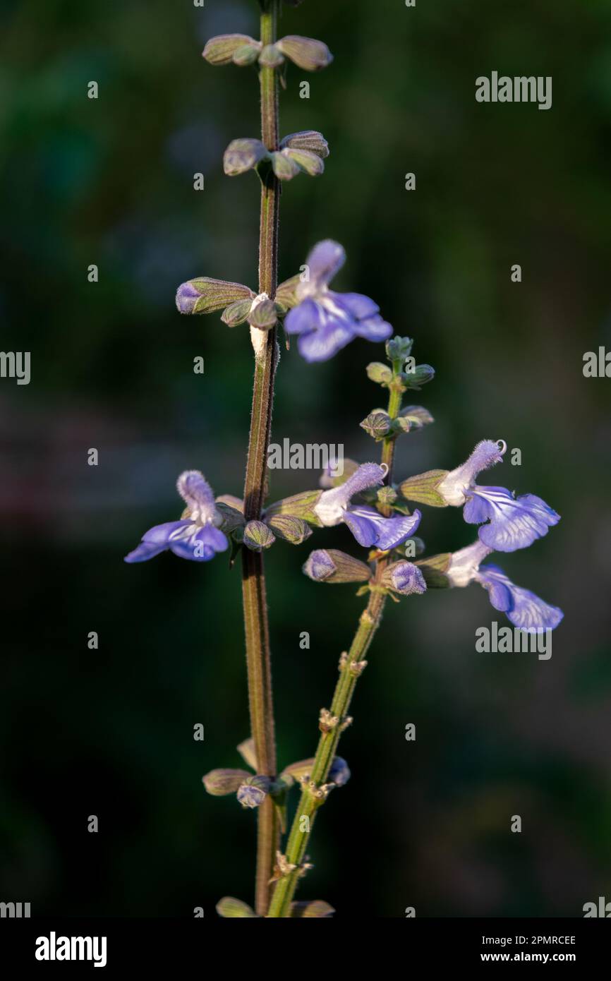 Blue flower of a salvia pallida celeste Stock Photo - Alamy