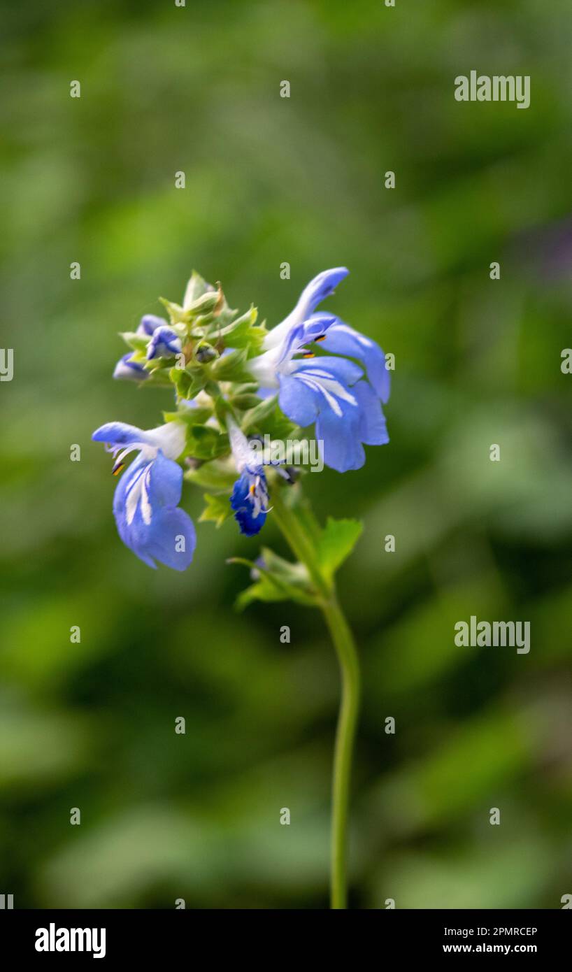 Blue flower of a salvia pallida celeste Stock Photo - Alamy
